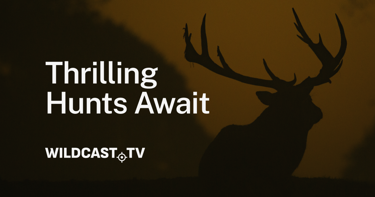 Wildcast TV